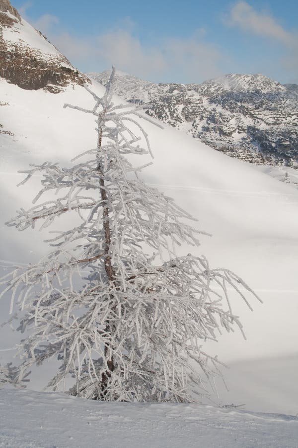 Frosted larch stock photo. Image of frost, snow, white - 49141754
