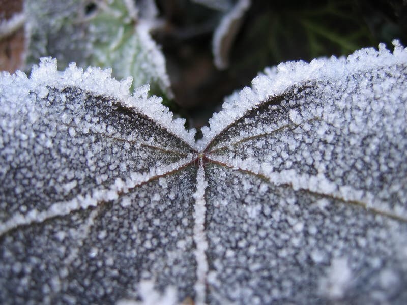 Frozen leaf pattern stock photo. Image of outline, white - 1362144
