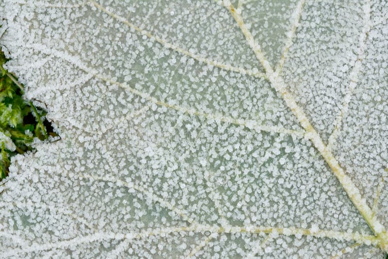 Frosted leaf stock photo. Image of plant, macro, texture - 7641342