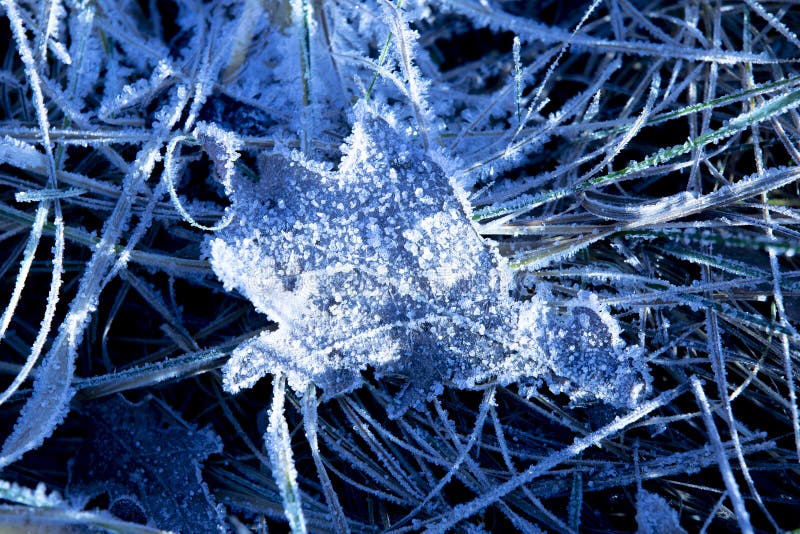 Frosted leaf on grass stock photo. Image of closeup - 267420620