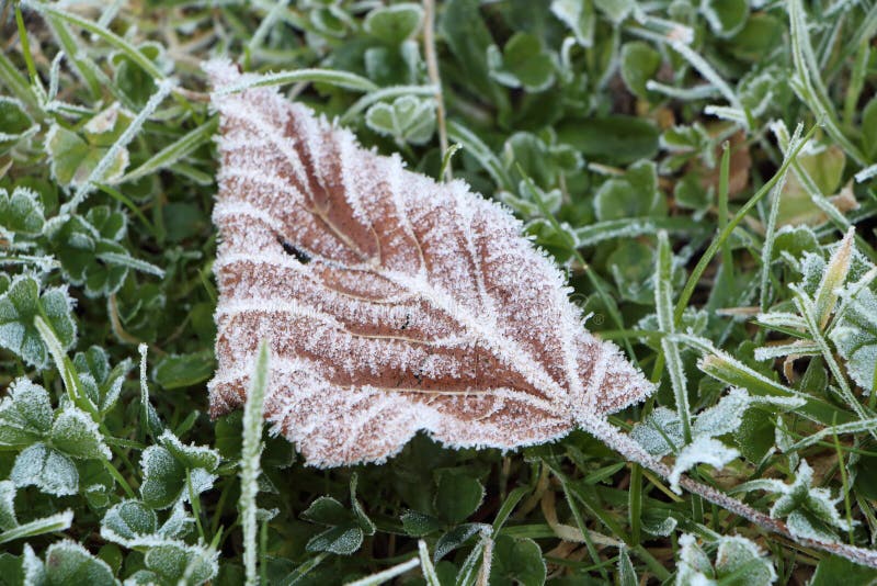 Frosted leaf in a garden stock photo. Image of frost - 132967358