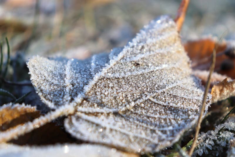 Frosted Leaf Surface Texture. Stock Photo - Image of white, closeup ...