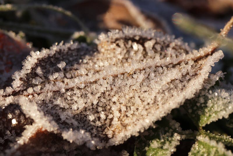Frosted leaf in winter stock image. Image of frosty, beauty - 73921683