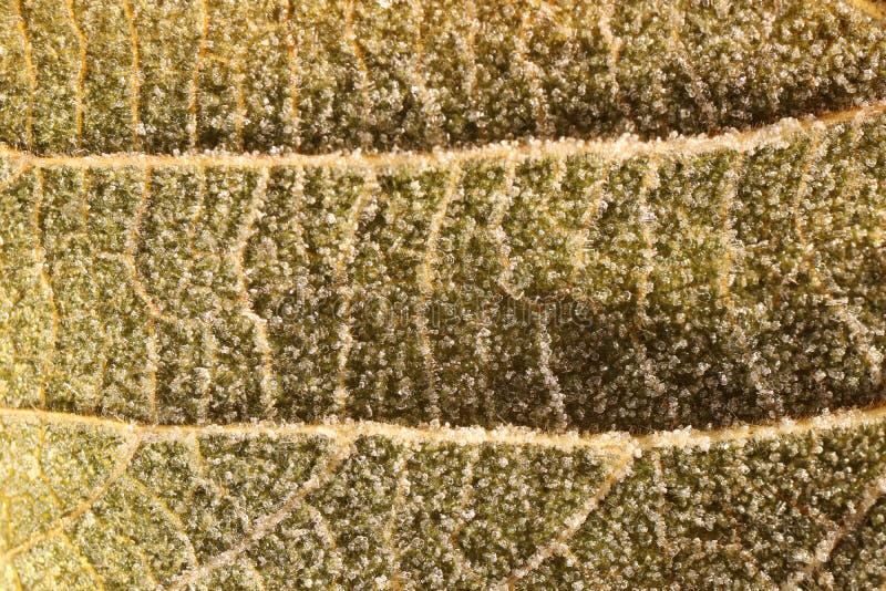 Frosted Leaf Surface Texture. Stock Photo - Image of frozen, grass ...