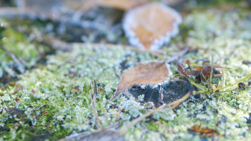 Frosted Leafs Surface Texture. Frosty Leaves with Moss. Rack Focus ...