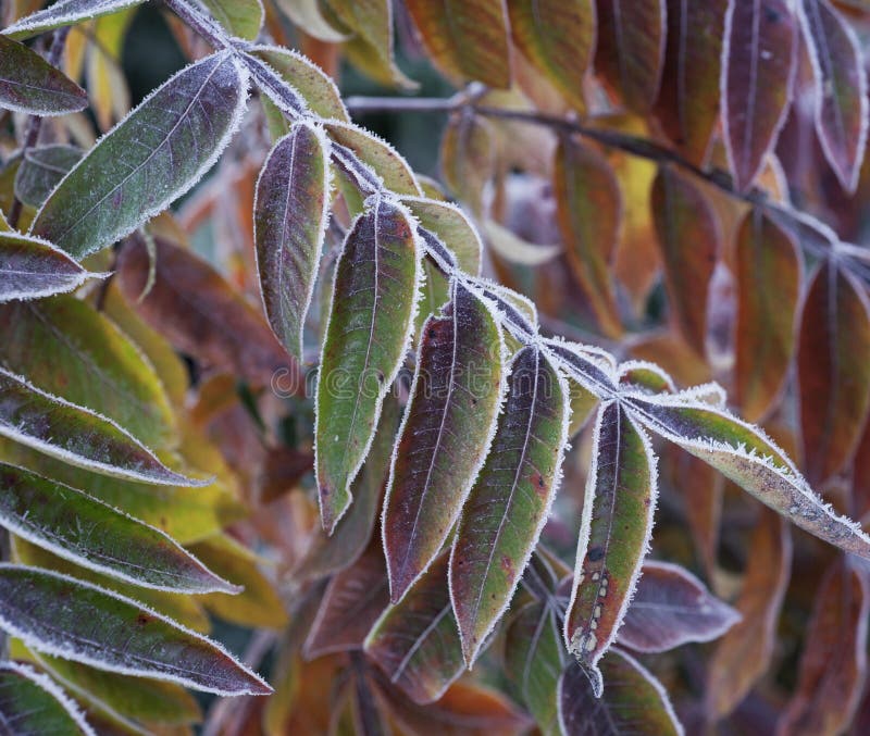 Frosted leaves. stock image. Image of leafs, fall, frost - 27024565