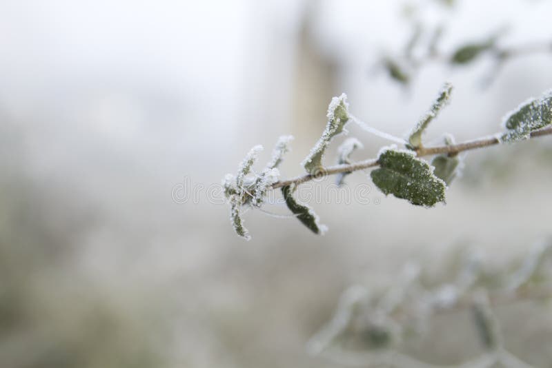 Frosted Nature in a Winter Morning Stock Photo - Image of organic ...