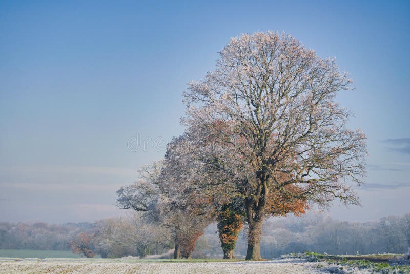 Frosted Oak Trees in Winter Landscape Stock Photo - Image of landscape ...