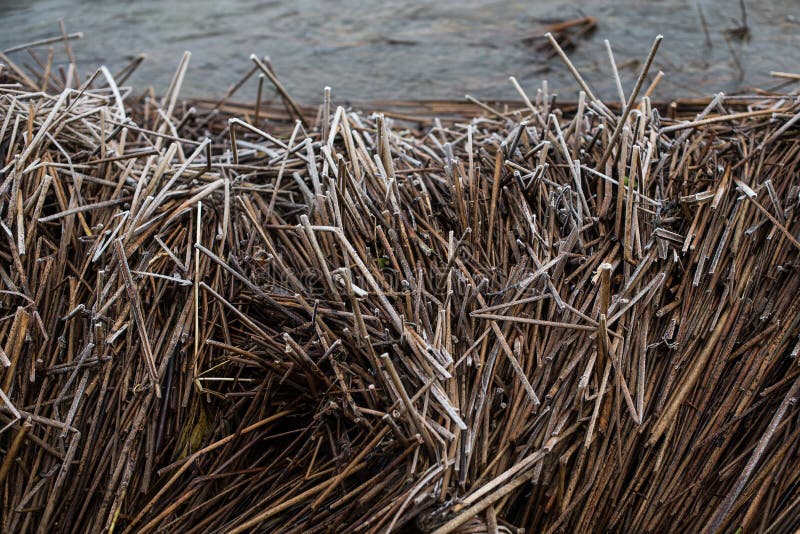 Frosted, Old, Broken, Brown Reed Trunks in River Venta, Kuldiga, Latvia ...