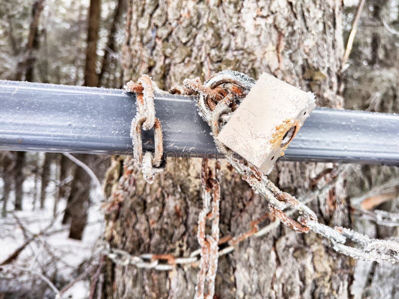 Frosted Padlock and Chain Securing Metal Post in Snowy Forest during ...