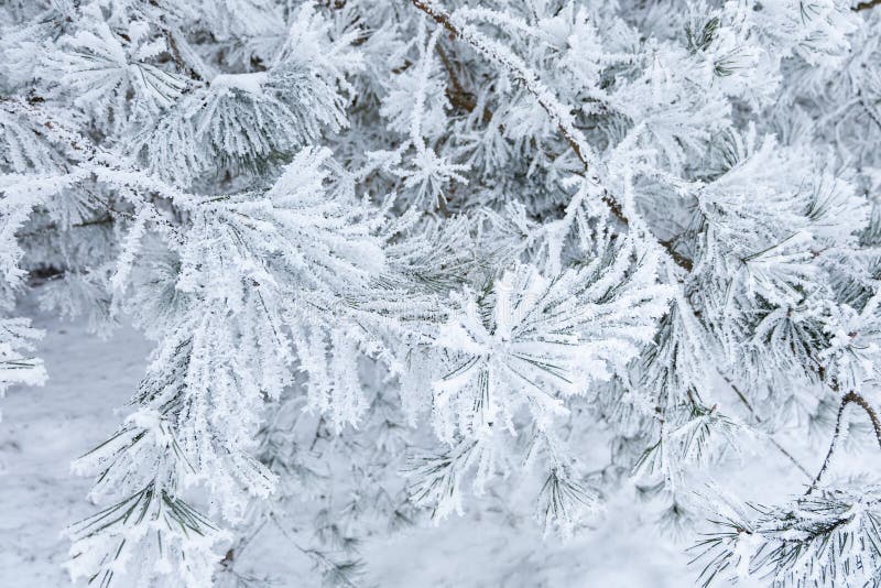 A Frosted Pine Tree Branches Close Up in the Middle of a European ...