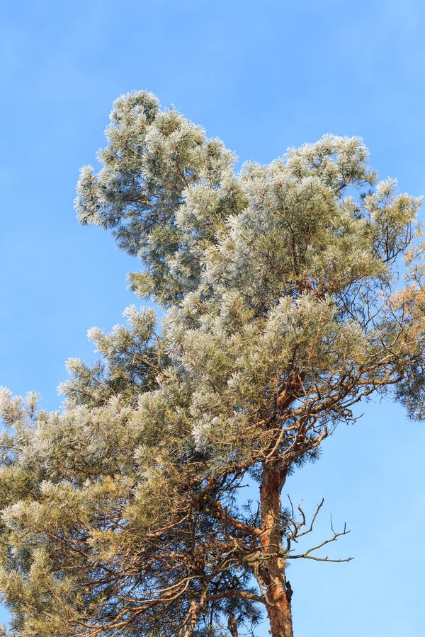 Frosted Pine Tree at Winter Morning Over Blue Sky Stock Photo - Image ...