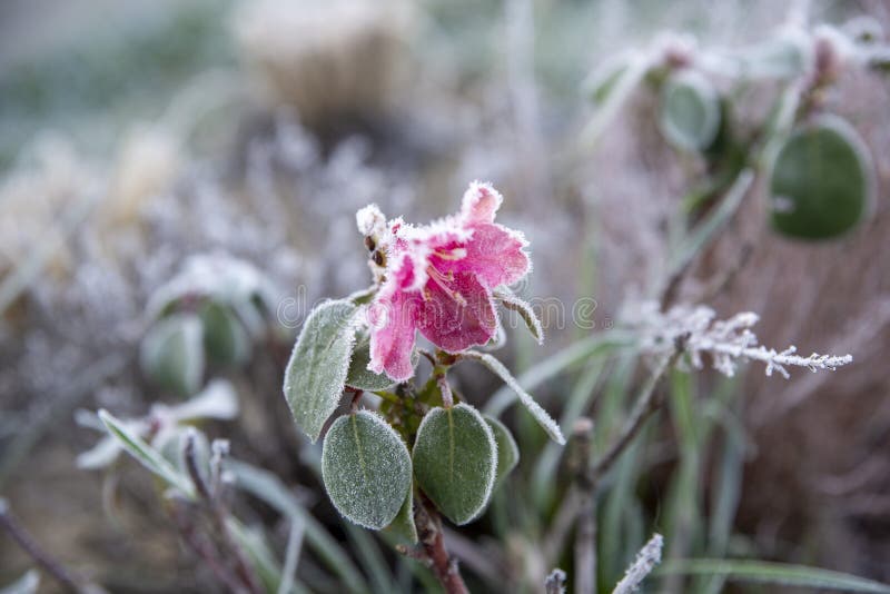 Frosted Pink Bloom in Winter S Chill Stock Image - Image of details ...