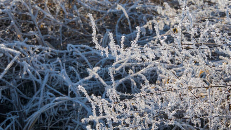 Frosted Plant on a Background of Blue Sky in Winter. Stock Photo - Image of season, sunlight ...