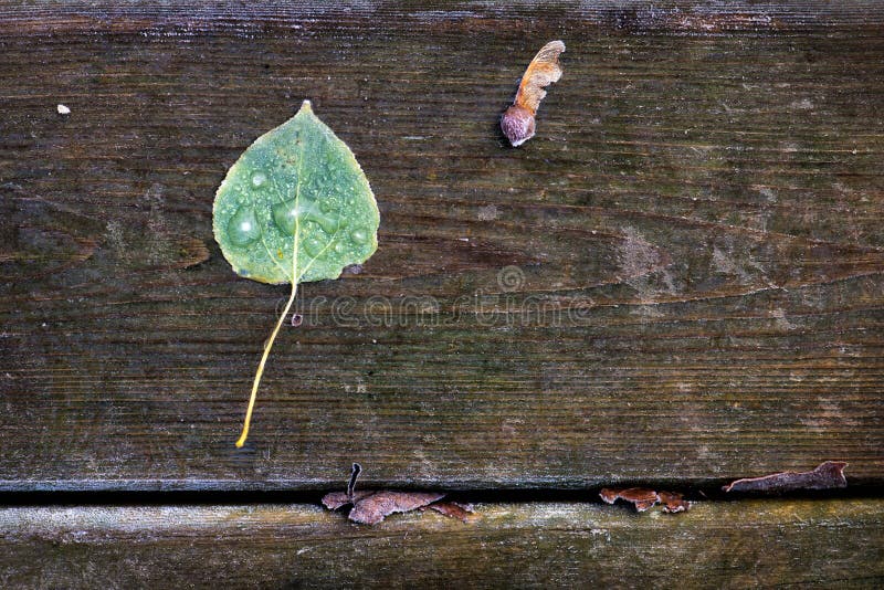 Frosted Poplar Leaf and Maple Key Stock Photo - Image of maple, copy ...
