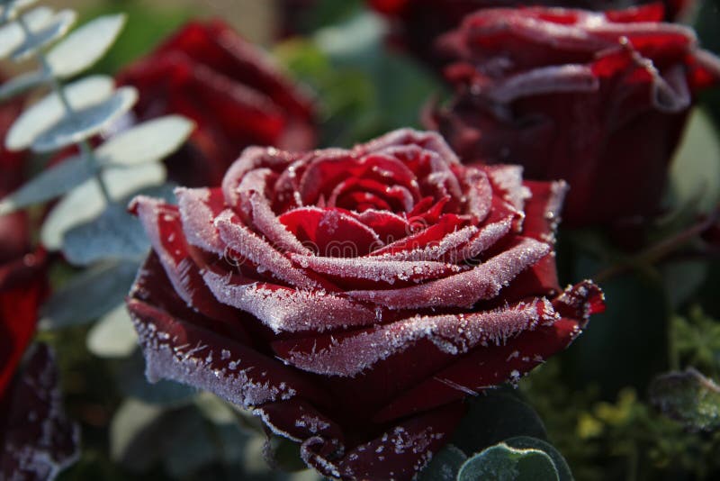 Frosted red rose stock photo. Image of bridal, flake - 28149006