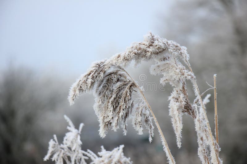Frosted reed grass stock image. Image of frost, frozen - 85102979