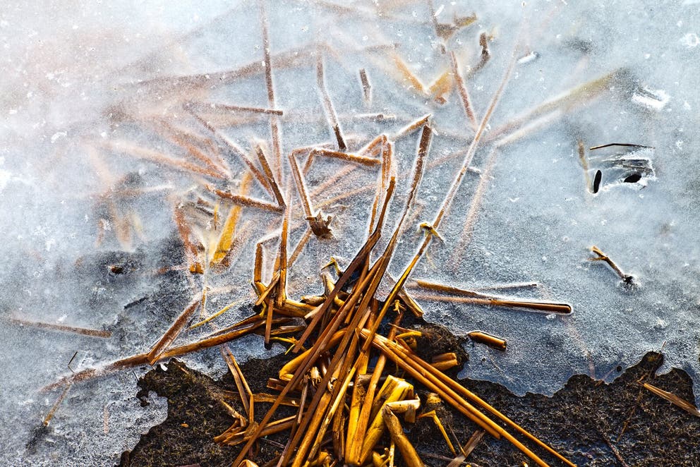 Frosted rod stock photo. Image of winter, outdoor, weather - 54145756
