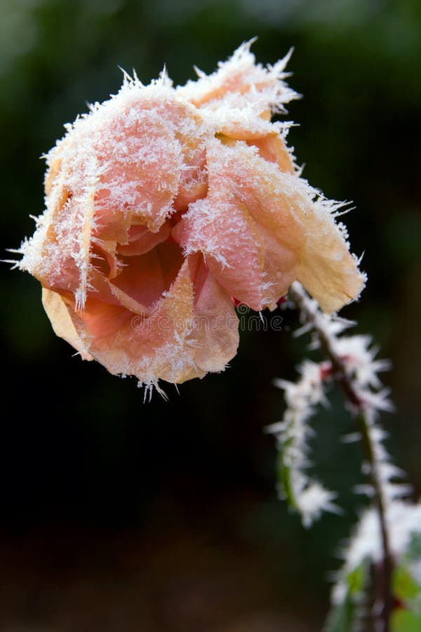 Frosted rose stock image. Image of snow, rose, cold, flower - 3941817