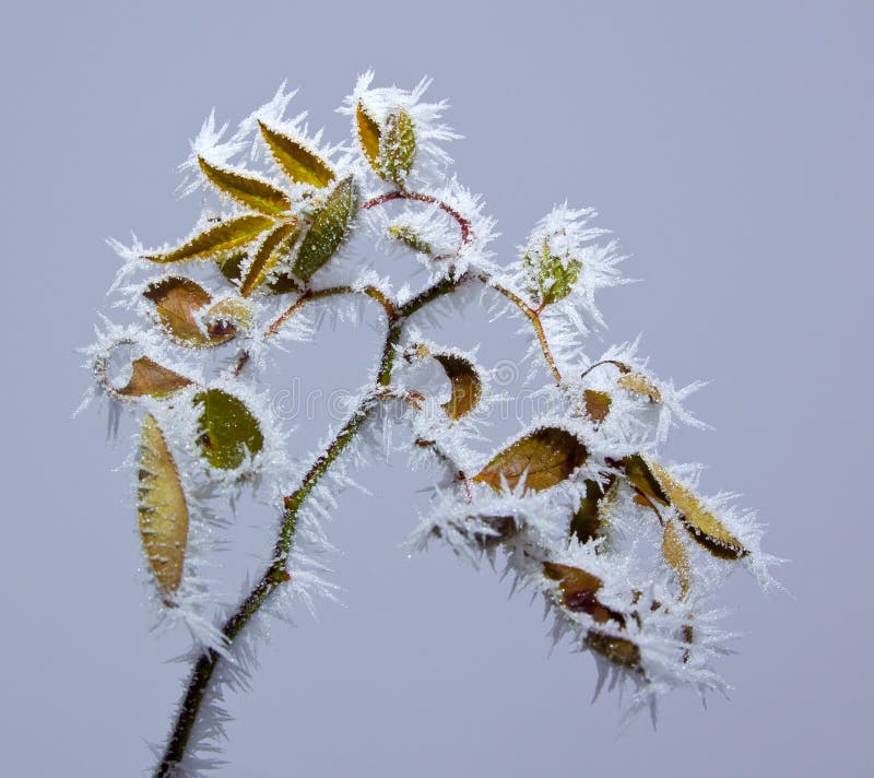 Frosted rose branch stock photo. Image of medium, grey - 35404356