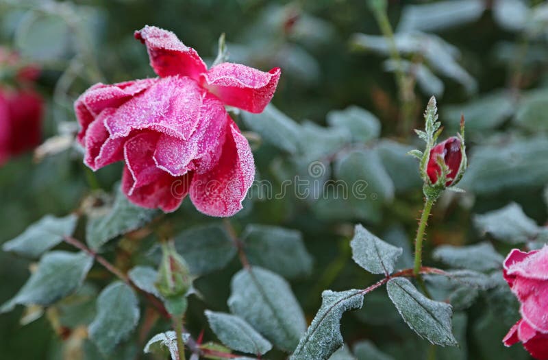Frosted rose stock image. Image of grass, scenery, natural - 253577707