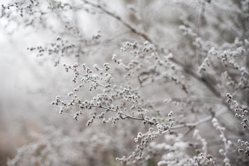 Frosted Subtle Plants on a Cold Autumn Morning. Wedding Background ...