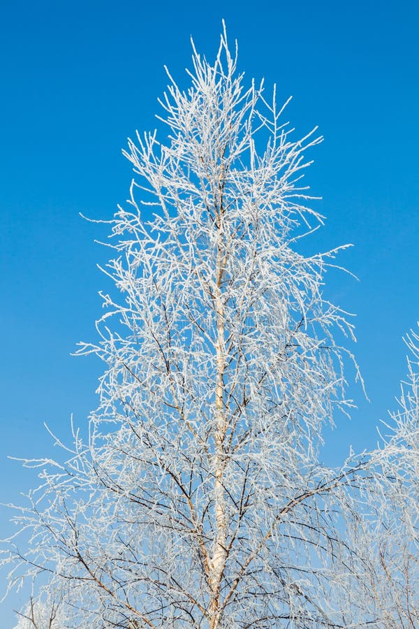Frozen tree on ice stock photo. Image of beauty, fresh - 1678690