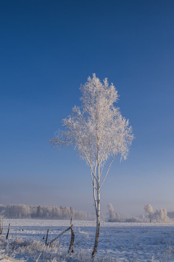 Frosted Tree on a Background of Blue Sky Stock Photo - Image of ...