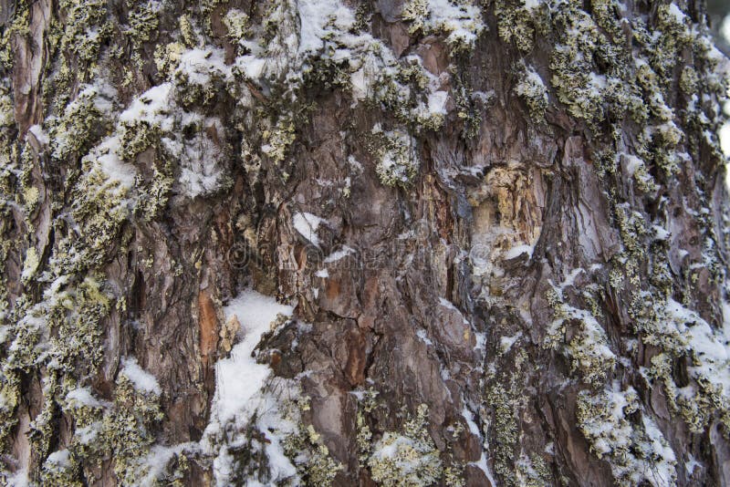 Frosted Tree Bark with Snow. Stock Photo - Image of rough, soil: 209209538