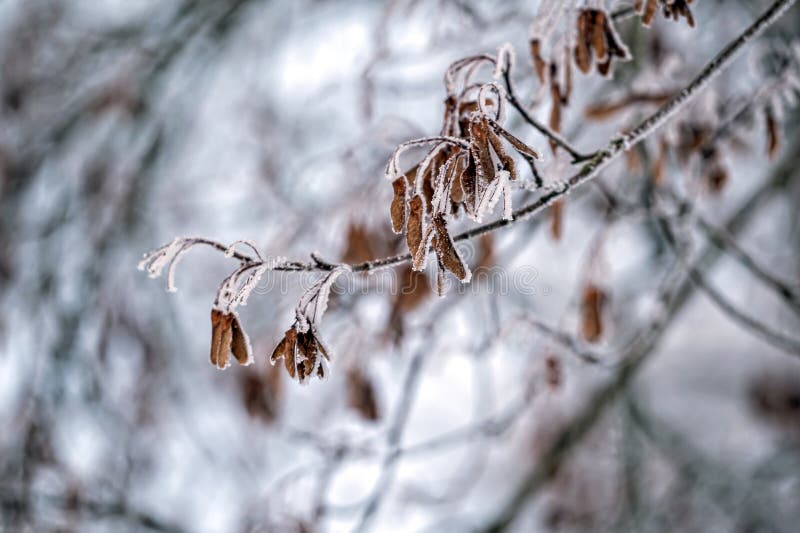 Snow on Tree Branches. Frost on Tree Branches. Nature Weather Closeup ...