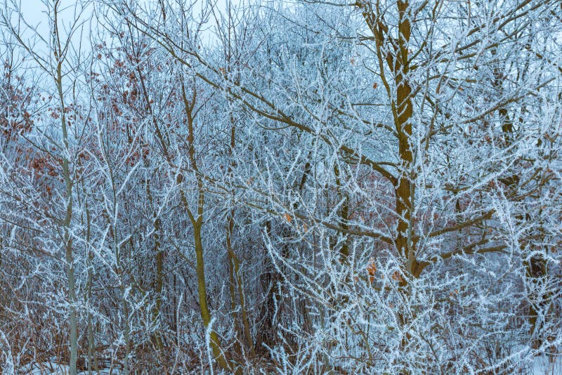 Frosted tree branch stock image. Image of north, cold - 86283885