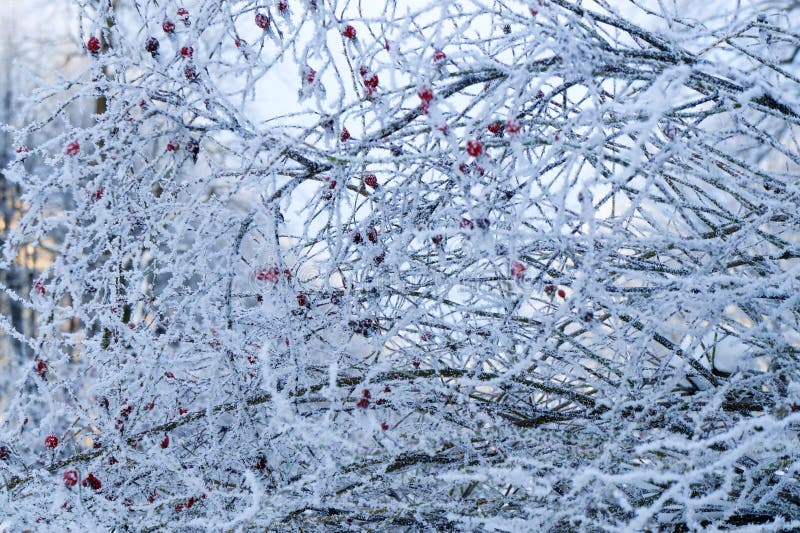 Frosted tree branch stock image. Image of frost, morning - 83735399