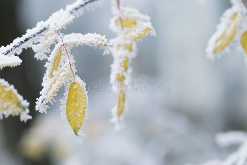 Frosted Tree Branches in Winter Slide Movement Stock Photo - Image of ...