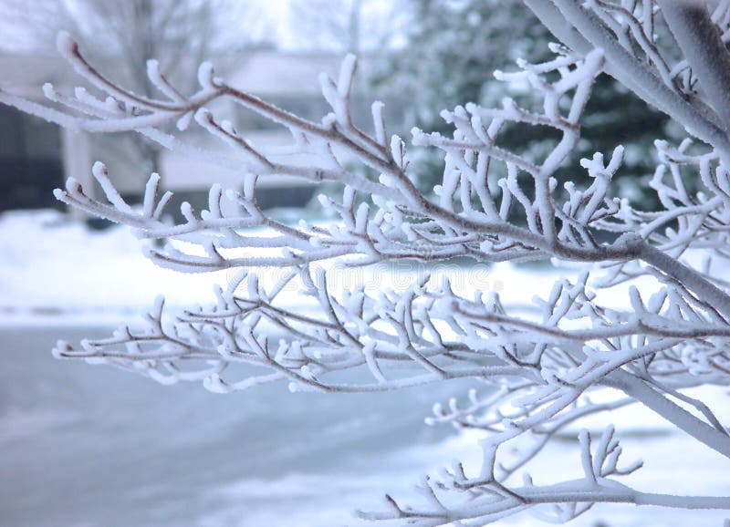 Frosted tree branch stock image. Image of frost, morning - 83735399