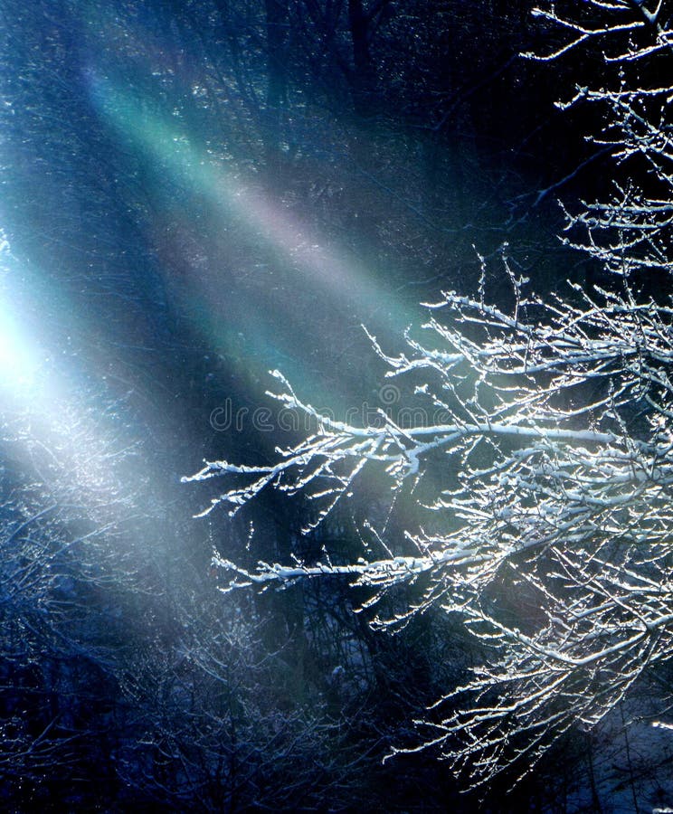 Frosted Tree in Frosty Morning Stock Photo - Image of blue, morning ...