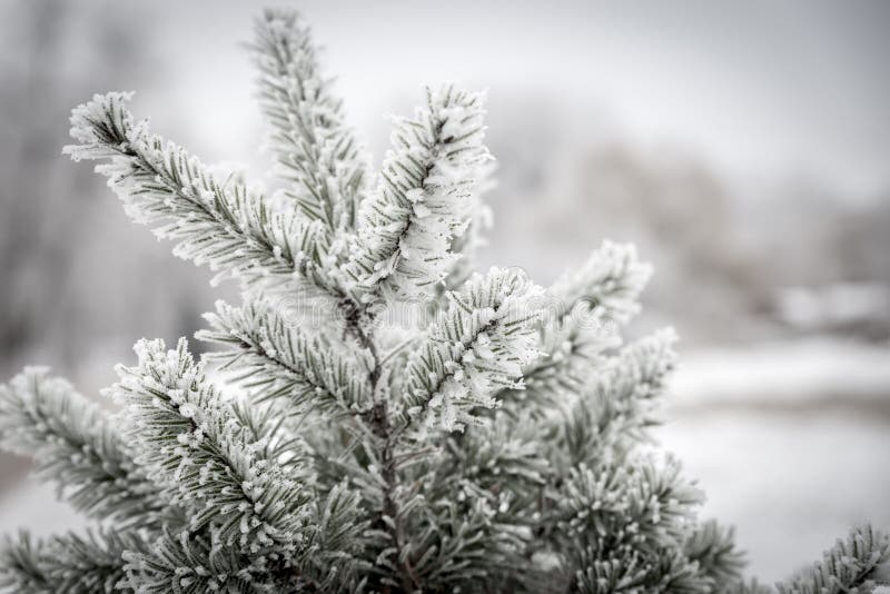 Frosted tree stock photo. Image of season, seasonal, hoarfrost - 48289214
