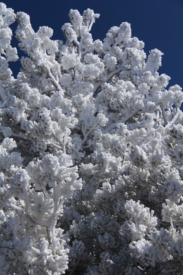 Frosted tree branch stock image. Image of frost, morning - 83735399