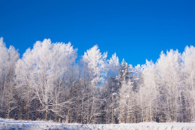 Frosted Tree Tops on Sky Background Stock Photo - Image of cool, branch ...