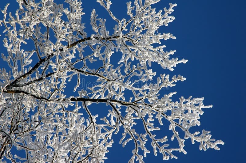 Frosted tree at winter stock photo. Image of crystal - 12600280