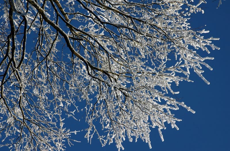 Frosted tree at winter stock image. Image of december - 13138423