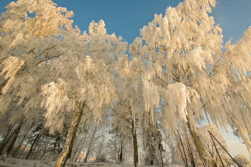 Frosted trees stock image. Image of scenery, february - 12566121