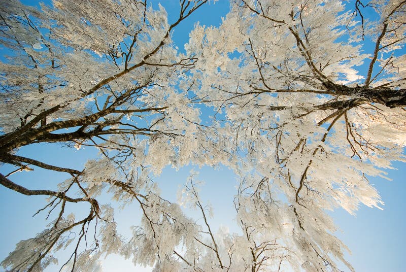Frosted trees stock photo. Image of blizzard, blue, country - 12566172
