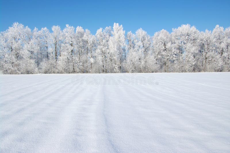 Frosted trees stock image. Image of natural, landscape - 28654875