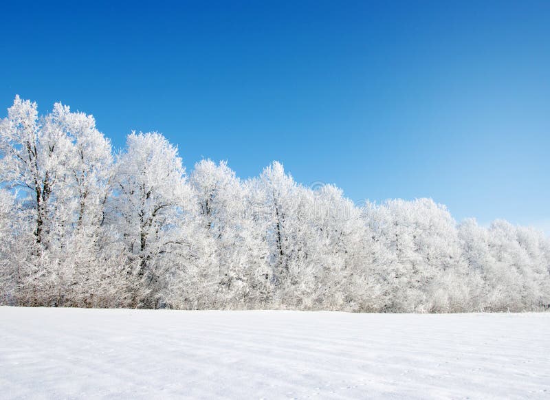 Frosted trees stock photo. Image of field, sunlight, snowfall - 28654906