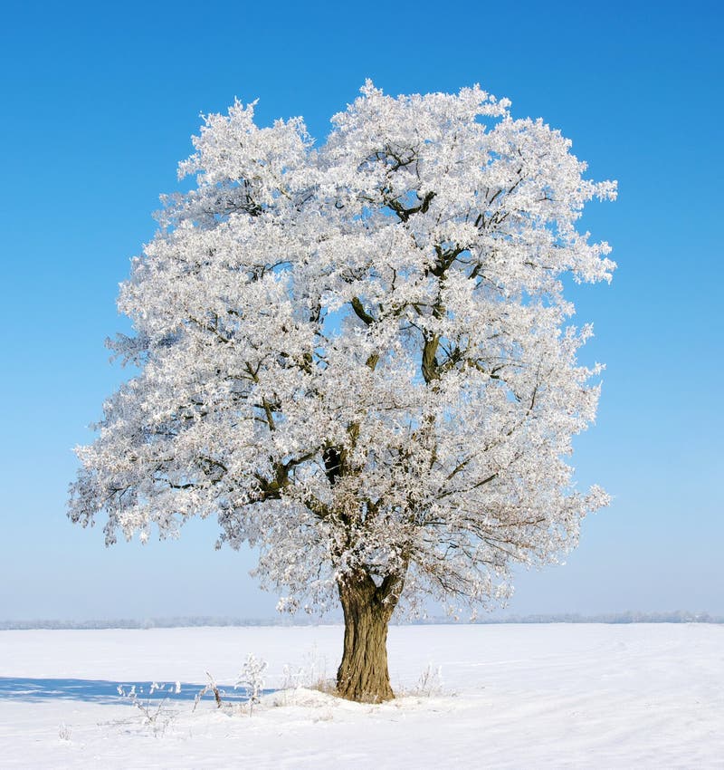 Frosted trees stock image. Image of travel, natural, nature - 28654943