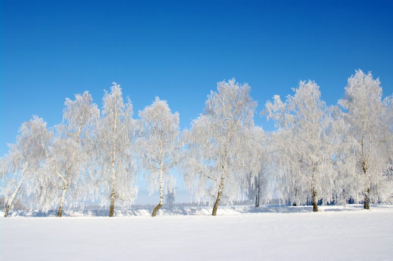 Frosted trees stock image. Image of frost, mountain, fairytale - 28654973