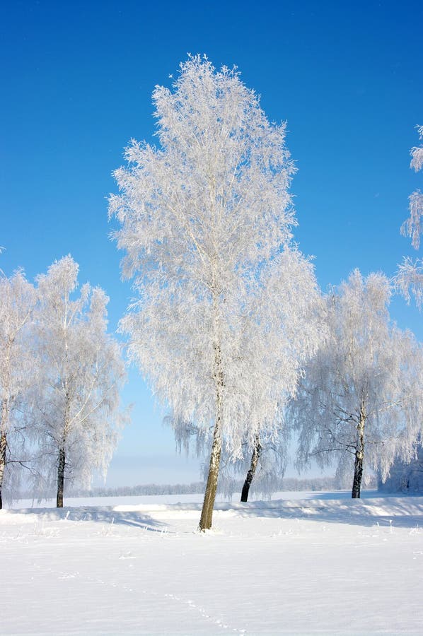 Frosted trees stock image. Image of field, park, landscape - 28654985