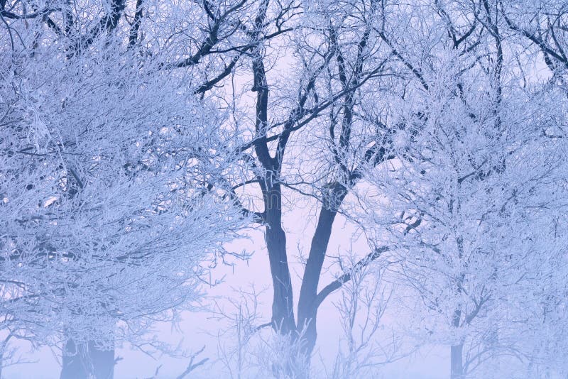 Frosted Trees stock photo. Image of beautiful, cold, branches - 29381406