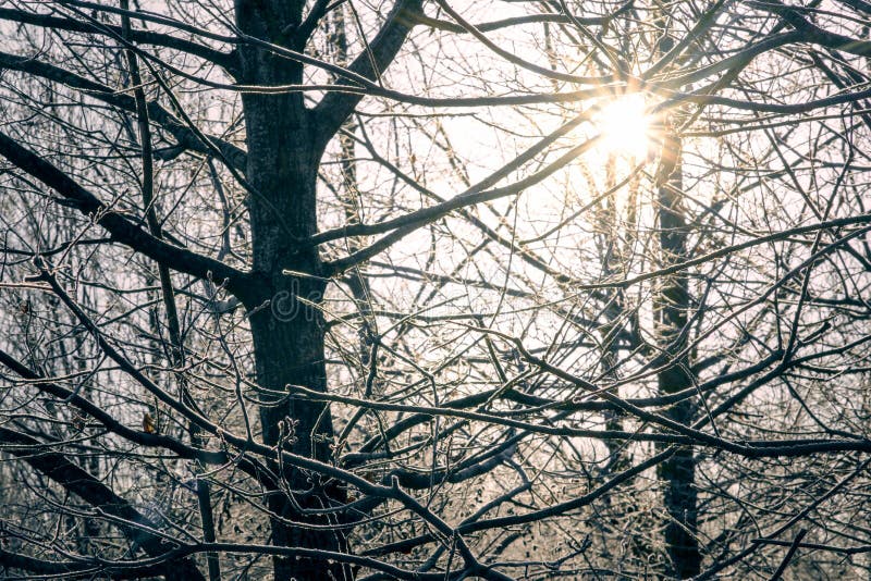Frosted Trees on a Cold Sunny Winter Day. the Sun Shines through the ...