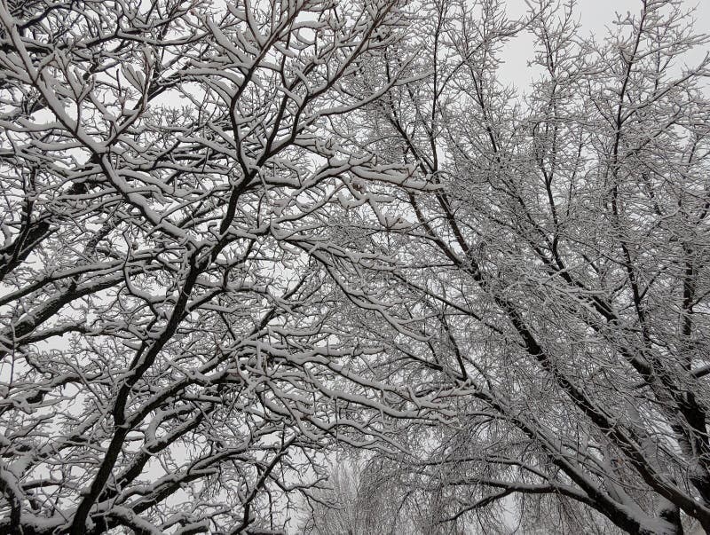 Frosted trees stock image. Image of freezing, snow, minnesota - 268398943